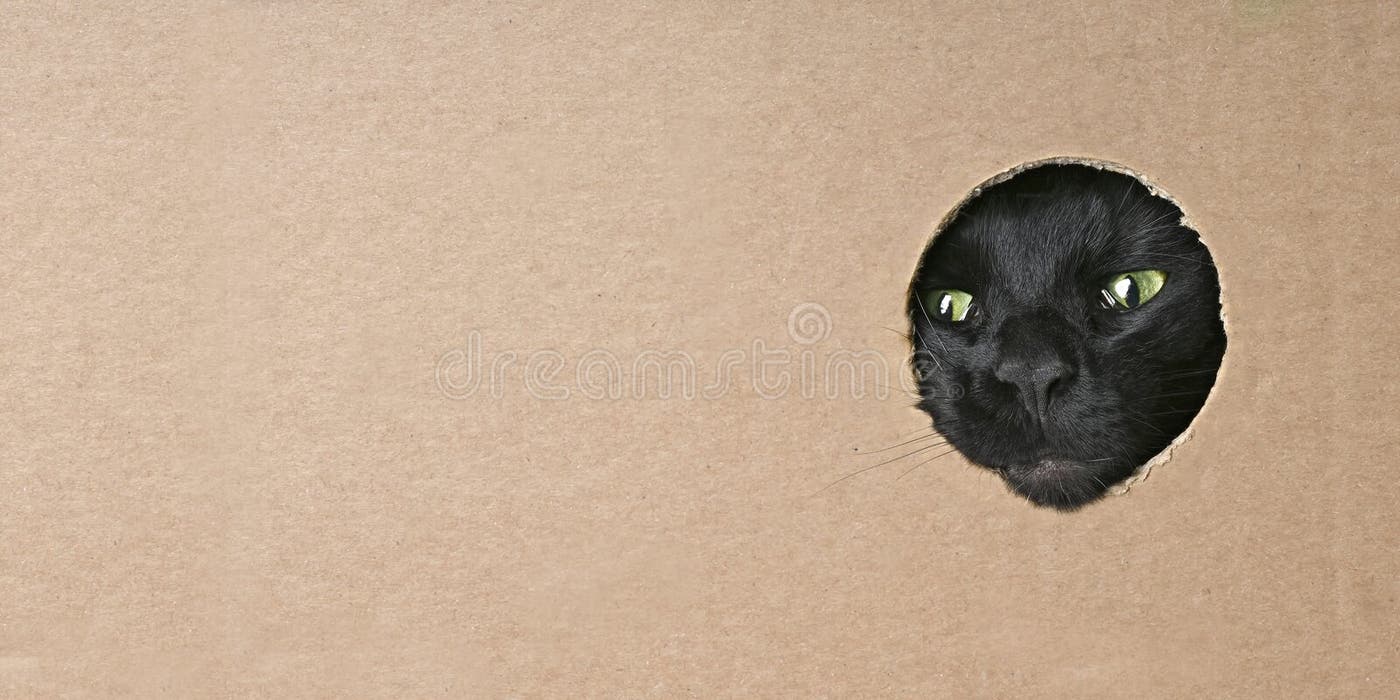 2,266 Funny Cat Cardboard Box Stock Photos - Free & Royalty-Free Stock ...