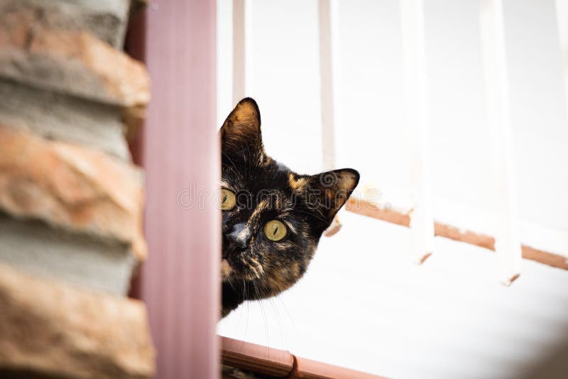 A Funny Cat Peeks Out from Behind an Old Wall. Portrait of a Wild Cat ...