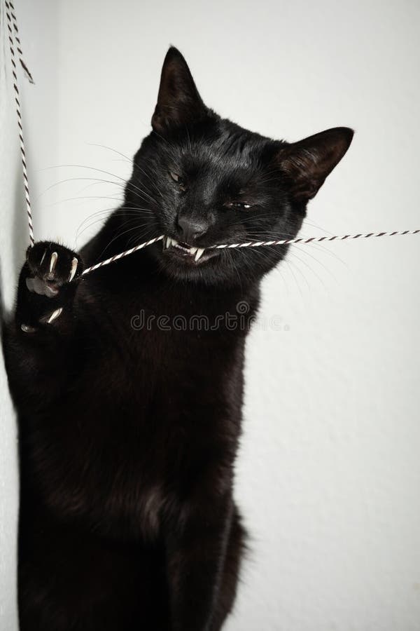 Funny Black Cat Showing Teeth Biting String Claws Out Stock Photo ...