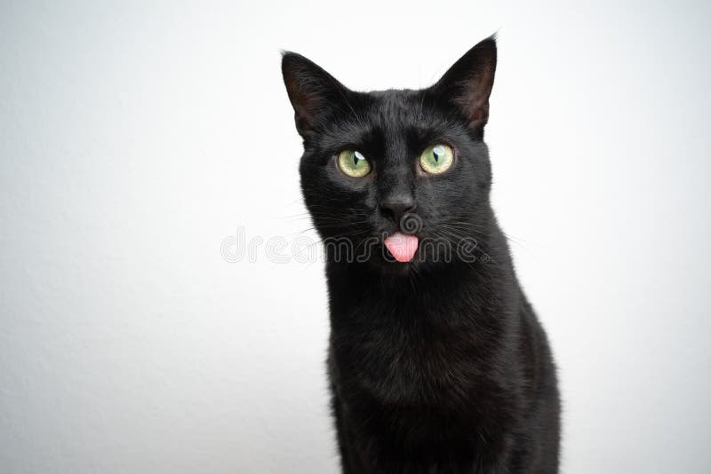 Funny Black Cat Sticking Out Tongue on White Background Stock Image ...