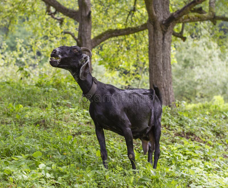 Funny Black Goat Screams Standing on the Grass Stock Photo - Image of ...