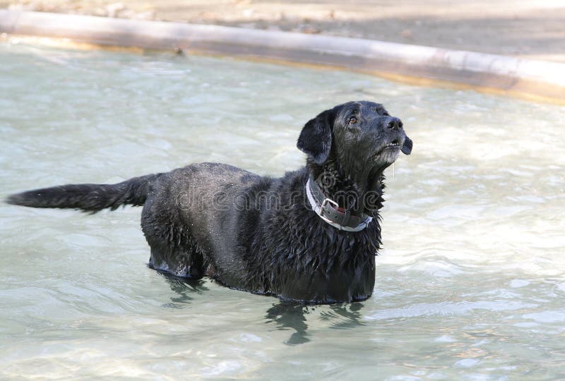 Funny black Labrador stock photo. Image of animal, male - 36214528
