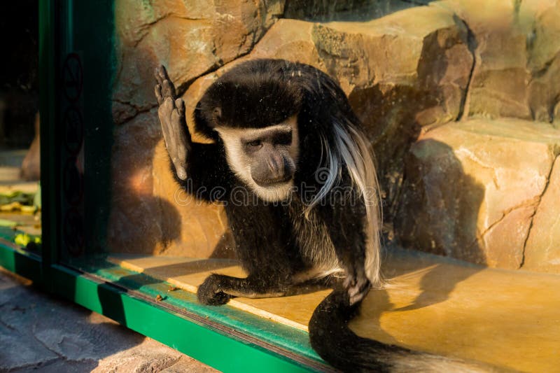 Funny Black Monkey in an Enclosure Grimacing Stock Photo - Image of ...