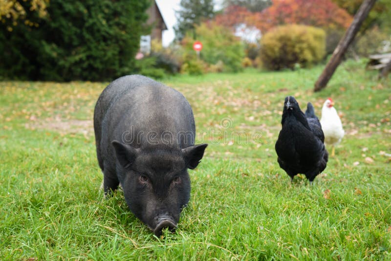 Rare Breed Cornish Black Pig with Curly Tail Stock Photo - Image of ...