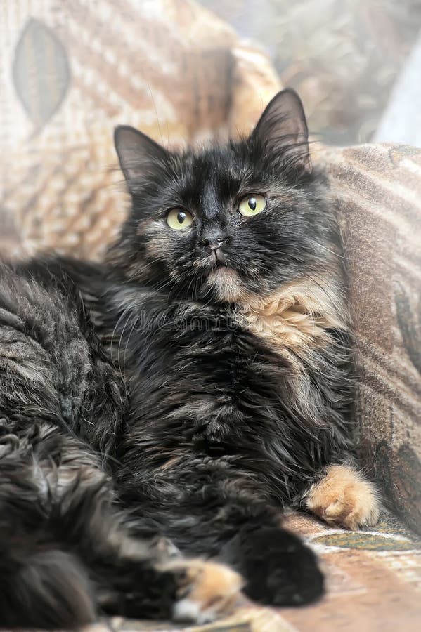 Black and red cat stock image. Image of feline, furry - 186855299