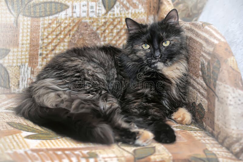 Black and red cat stock photo. Image of furry, ears - 186855318