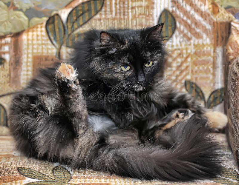 Black and red cat stock photo. Image of closeup, animals - 186855370