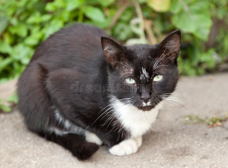 Funny black and white cat stock photo. Image of furry - 44386084