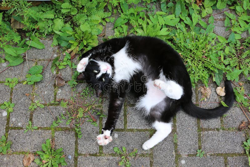 A Funny Black and White Cat Rolling on the Terrace in the Garden Stock ...