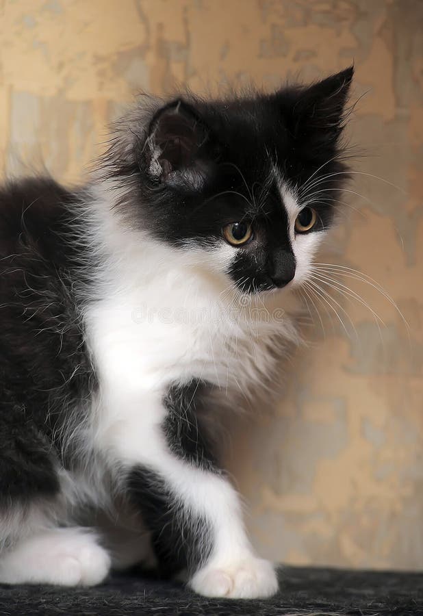 Funny Black and White Kitten Stock Photo - Image of ears, baby: 55920752
