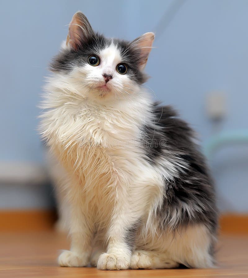 Funny Black and White Kitten Stock Image - Image of ears, attention ...
