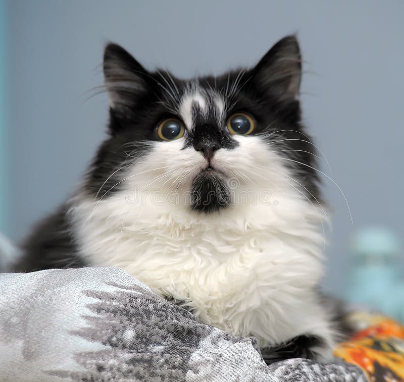 Funny Black and White Kitten Stock Photo - Image of eyes, dark: 55923070