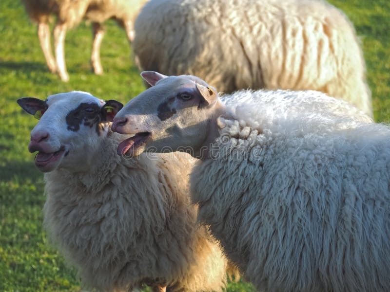 Bleating White Lamb Standing in Front of a Rock Wall Stock Photo ...