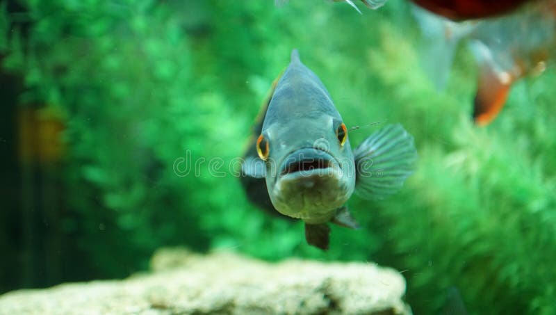 Funny Blue Fish in Aquarium Looking at Us Stock Image - Image of alone ...
