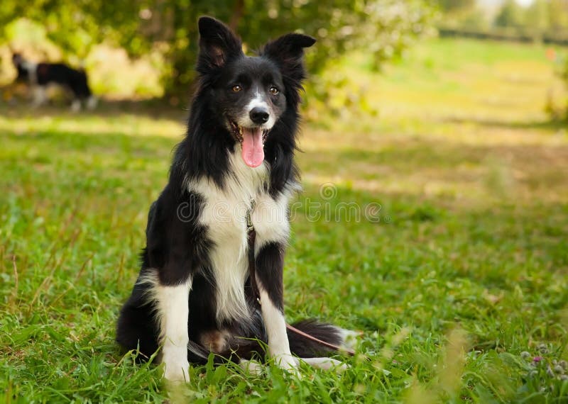 Funny Border Collie Dog in the Park Stock Photo - Image of mammal ...