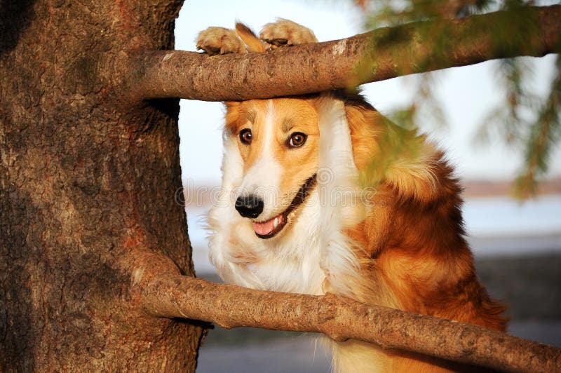 Funny border collie dog stock image. Image of pets, communicate - 35600255