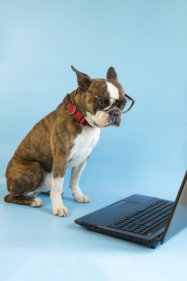 Boston Blue Computer Stock Photos - Free & Royalty-Free Stock Photos ...