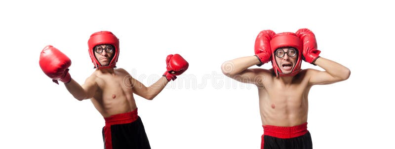 The Funny Boxer Isolated on the White Stock Image - Image of funny ...