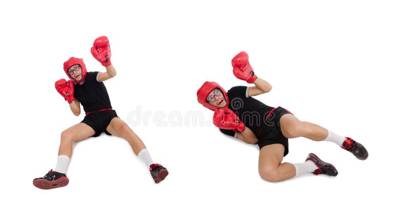 The Funny Boxer Isolated on the White Stock Photo - Image of isolated ...