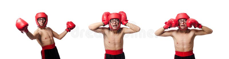 The Funny Boxer Isolated on the White Stock Image - Image of arts ...