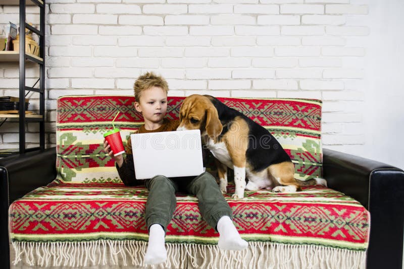 Funny Boy and Beagle Dog are Watching Laptop Stock Photo - Image of ...