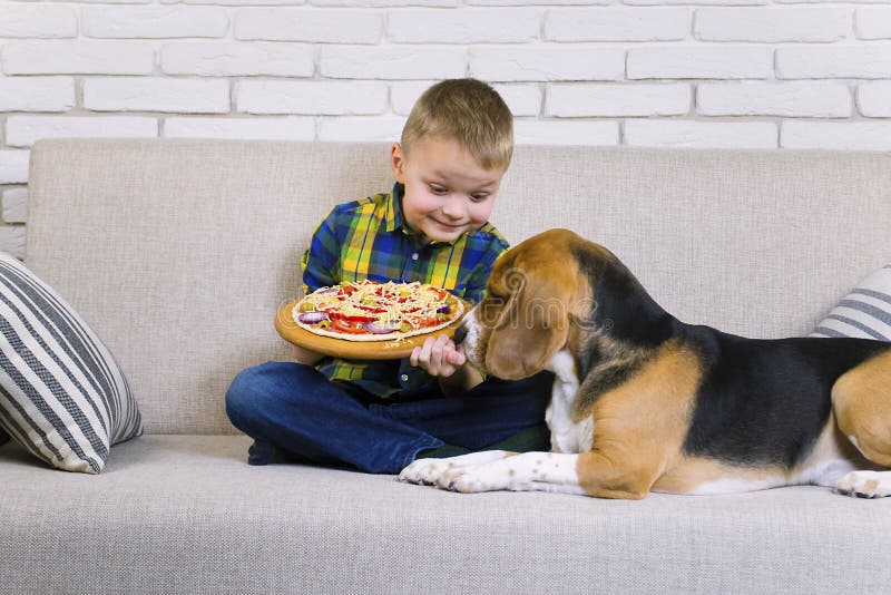 Funny Boy and Dog Beagle Eat Pizza Stock Image - Image of happy, beagle ...