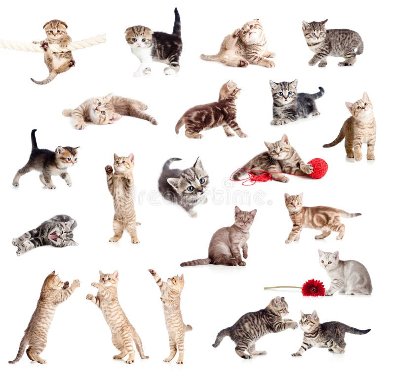 Collection of a cats stock image. Image of looking, breed - 19340375