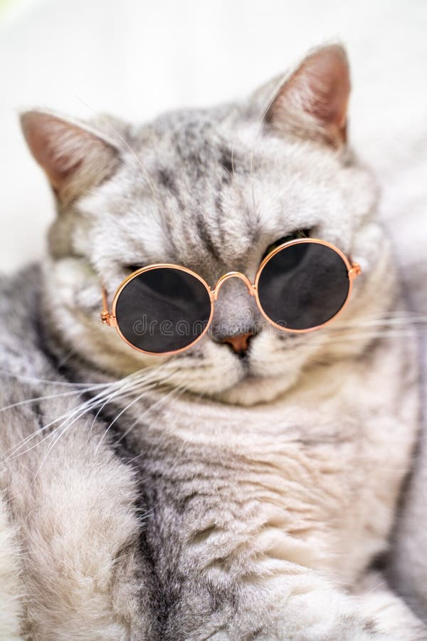Funny British Silver Cat Glasses White Background Pets Stock Photos ...