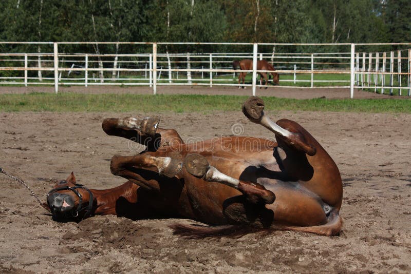 Funny Brown Horse Rolling on the Ground Stock Image - Image of latvian ...