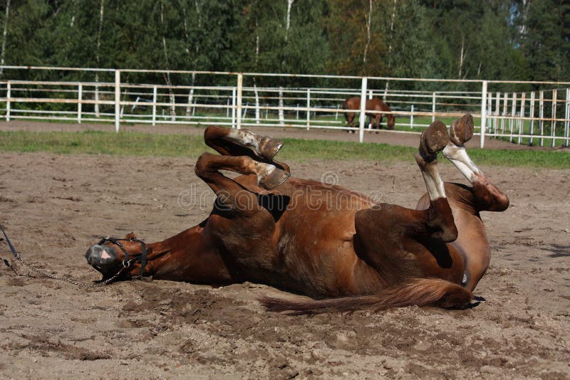 Funny Brown Horse Rolling on the Ground Stock Image - Image of farm ...