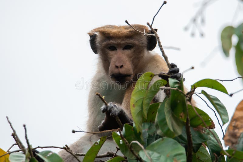 Funny Brown Macaque Monkey Sitting on a Tree Branch and Looking at ...