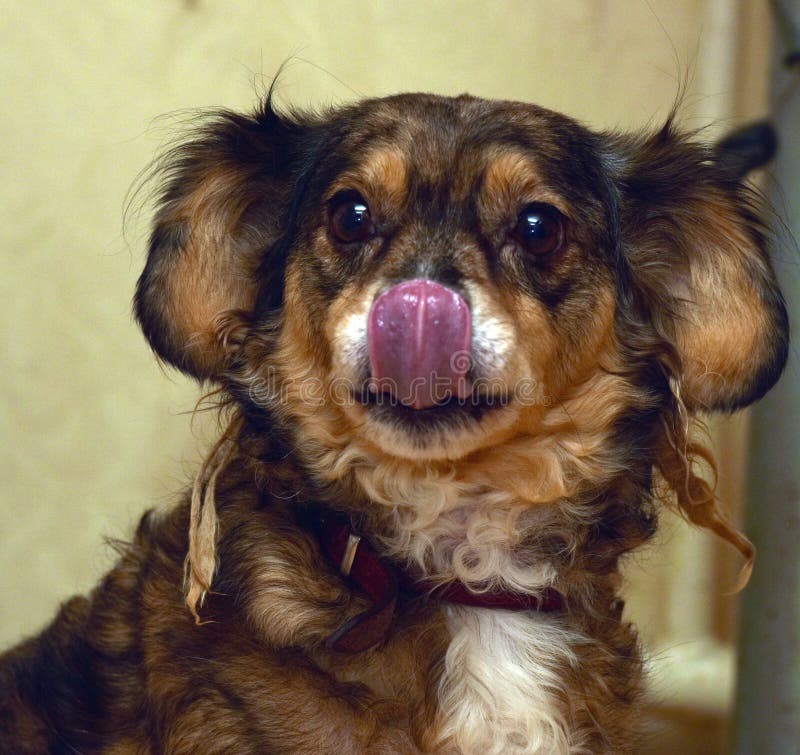 Funny brown pooch dog stock photo. Image of basenji - 184109700