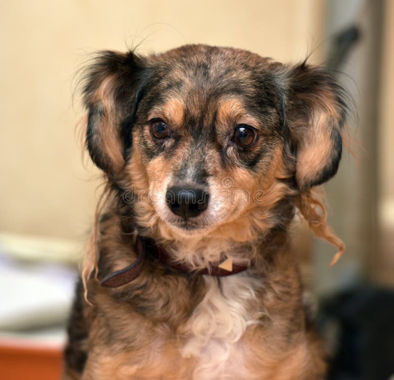 Funny brown pooch dog stock photo. Image of brown, little - 184109738