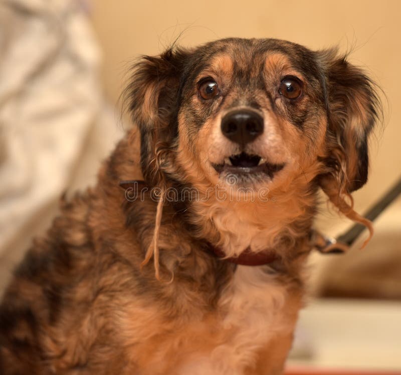 Funny brown pooch dog stock photo. Image of brown, little - 184109774