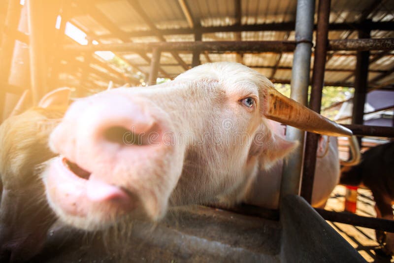Funny Buffalo Face Close-up Stock Image - Image of brown, countryside ...