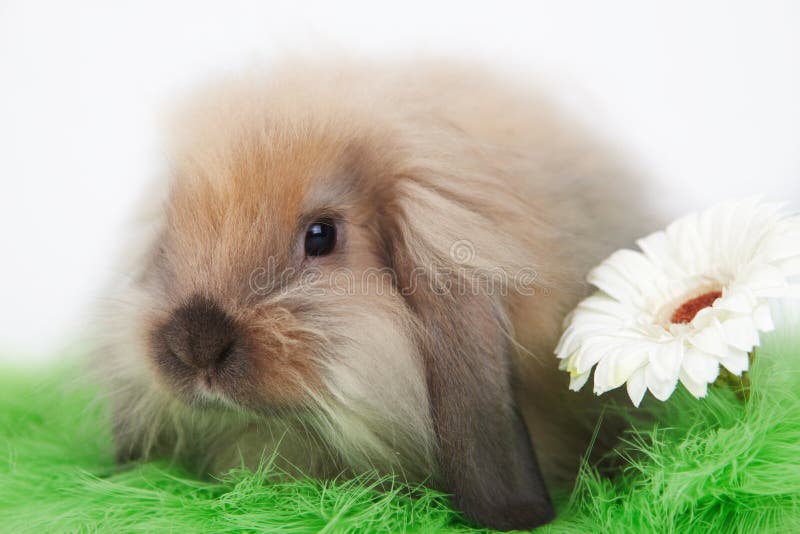 Funny bunny stock image. Image of portrait, rabbit, rabbits - 16236271
