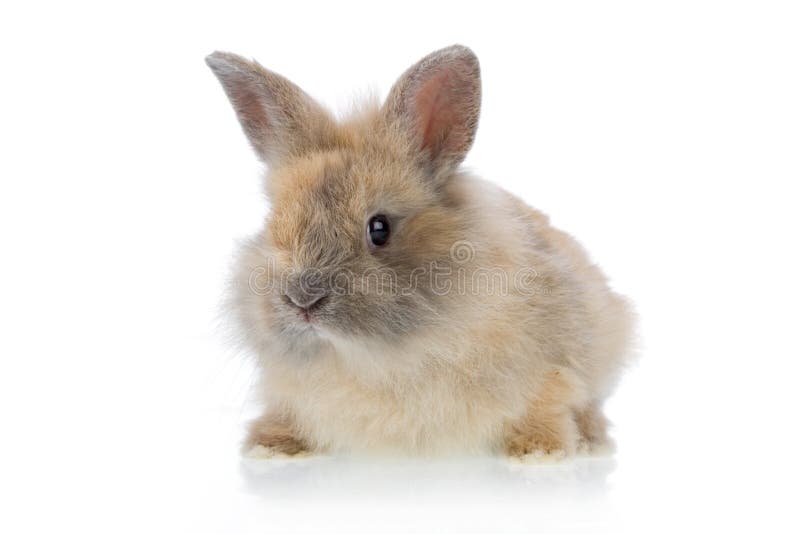 Rabbit tongue out stock image. Image of cutout, isolated - 13241745