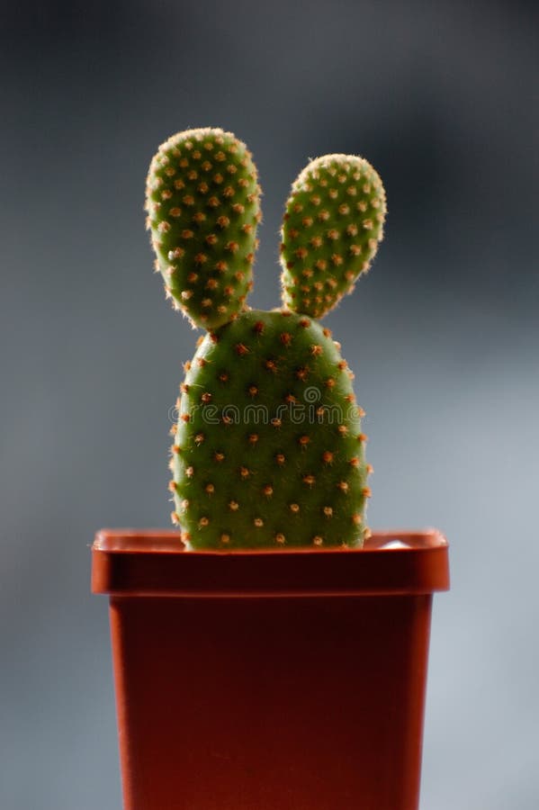 Funny Cactus stock image. Image of garden, plants, floral - 13397445