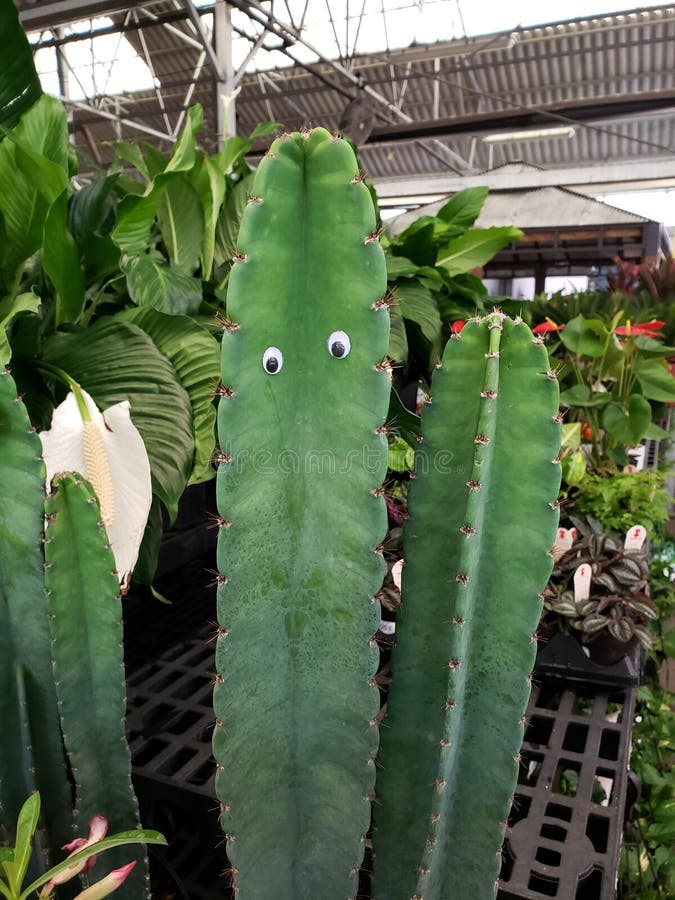Funny Cactus stock image. Image of forsale, funny, sees - 299176723