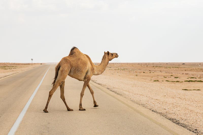 Funny Camel Crossing the Road in Desert Stock Photo - Image of road ...