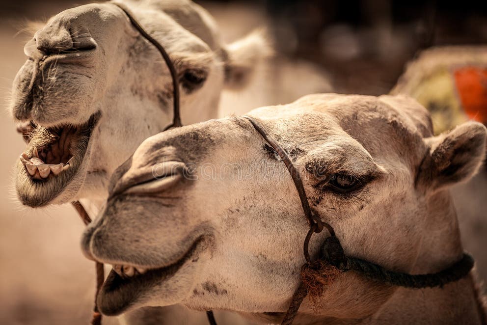 Funny camel faces stock image. Image of native, happy - 64721243