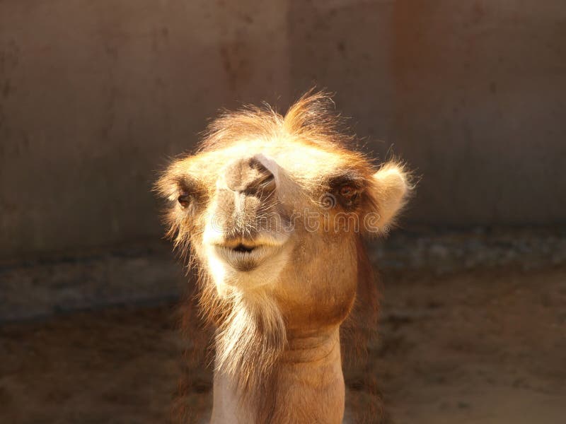 Funny camel head stock photo. Image of smile, funny - 273803970