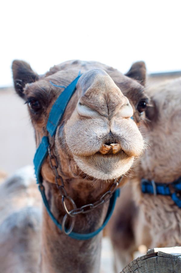 Funny camel stock image. Image of look, headshot, camel - 55191309