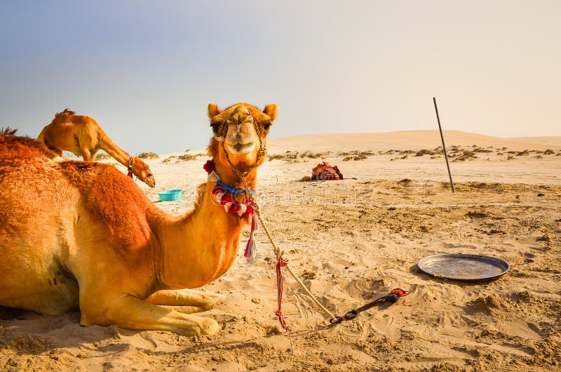 Funny Camel Lying in the Desert Looking into the Camera Stock Image ...
