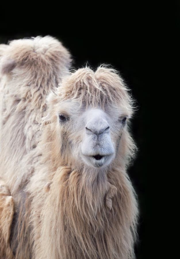 3,679 Funny Camel Photos - Free & Royalty-Free Stock Photos from Dreamstime