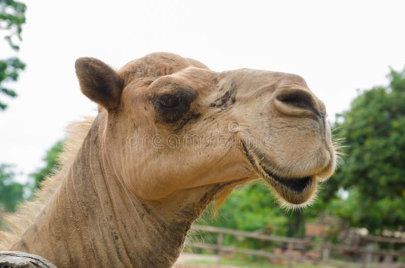 4,292 Funny Camel Photos - Free & Royalty-Free Stock Photos from Dreamstime