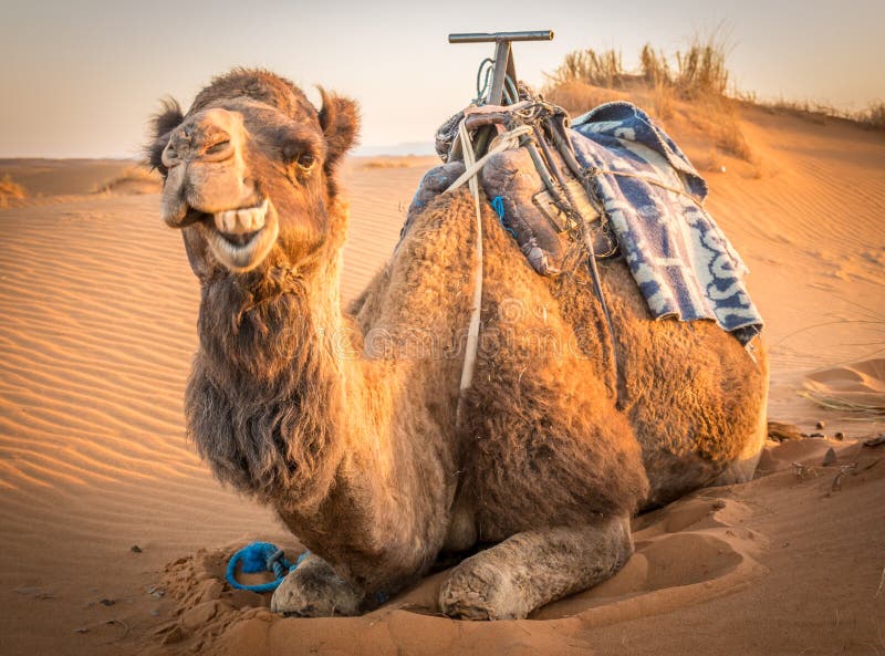 4,099 Funny Camel Photos - Free & Royalty-Free Stock Photos from Dreamstime