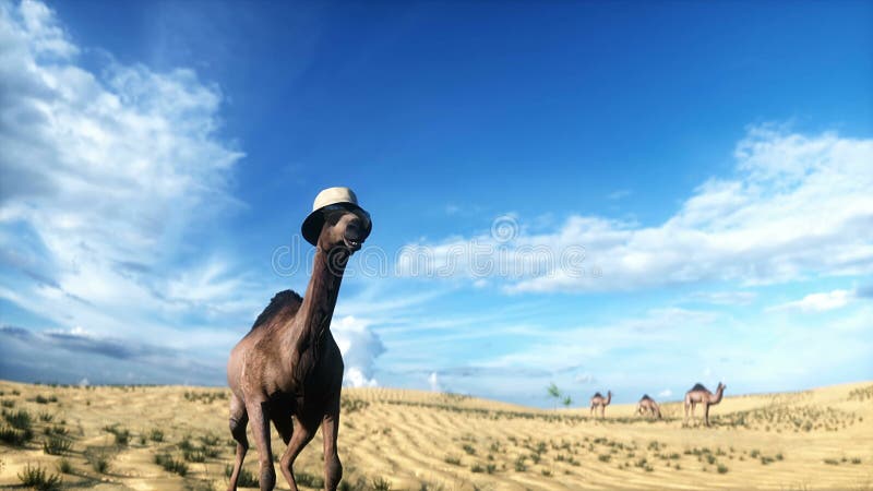 Funny Camel Walking in Desert. Realistic 4k Animation. Stock Footage ...