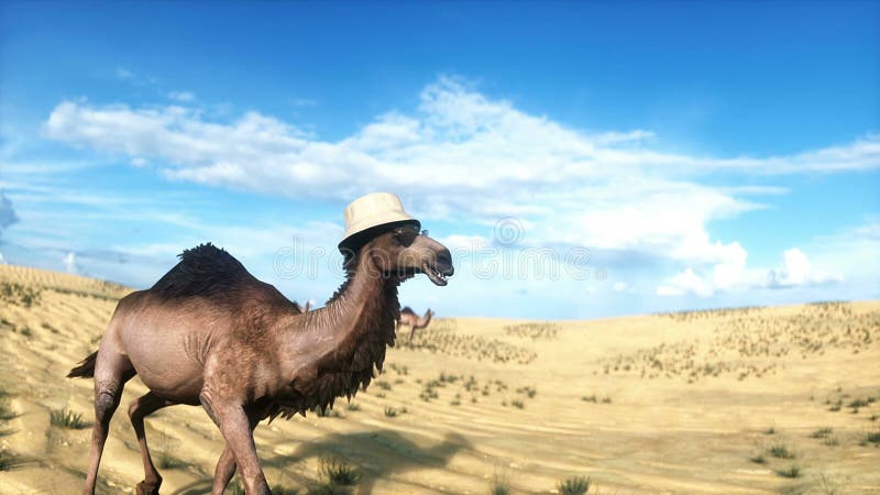 Funny Camel Walking in Desert. Realistic 4k Animation. Stock Footage ...