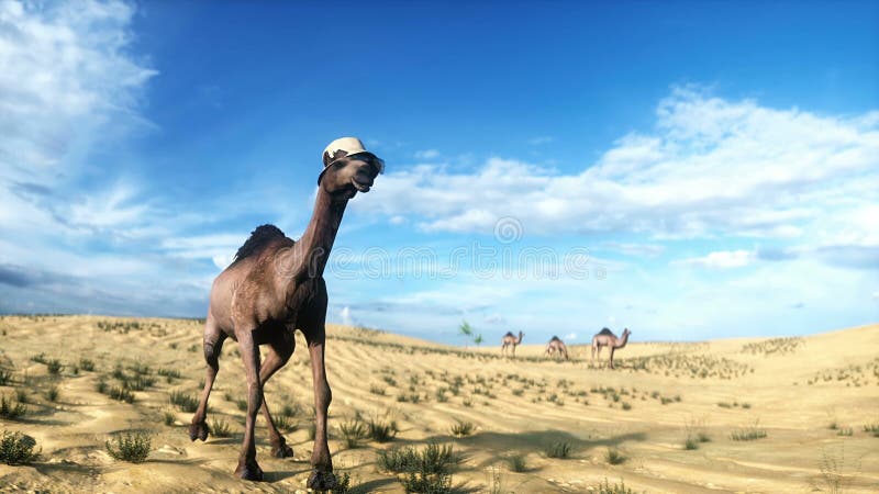 Funny Camel Walking in Desert. Realistic 4k Animation. Stock Video ...